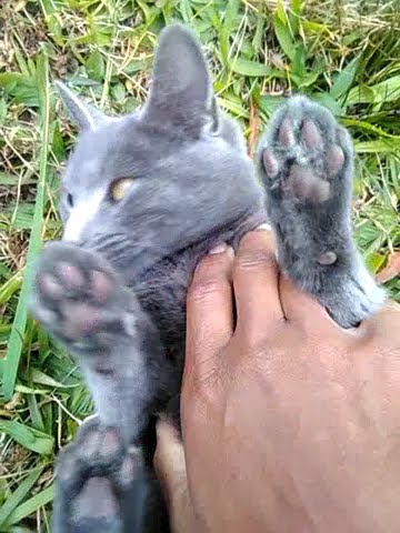 Lynx's Cat justice or discipline?( He's a good kitty! No cats were ...