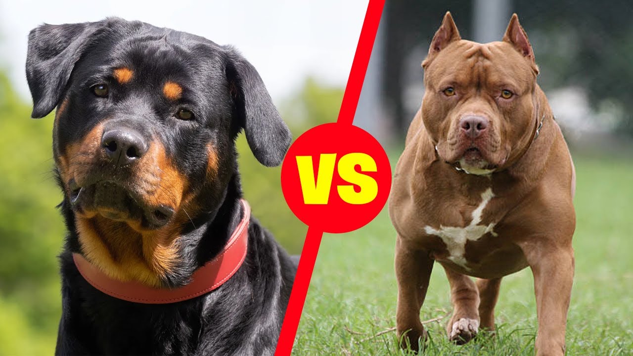 Rottweiler Vs Pitbull Breed Comparison Differences Rottweiler Vs.