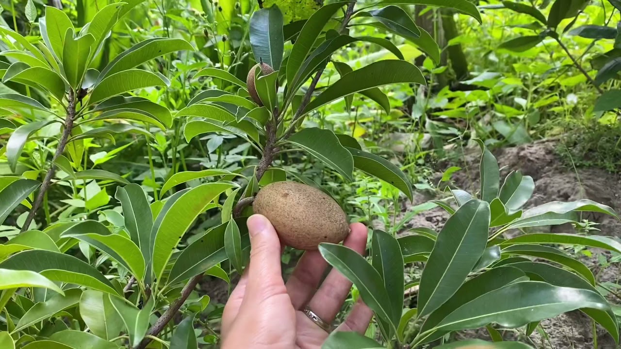How to know when to harvest Sapodilla/Brown sugar fruit - YouTube