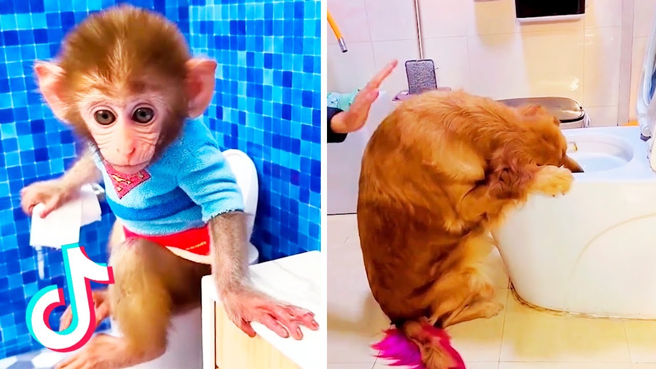 Super Funny Animals To Make You Laugh Or At Least Smile 😂😊 - YouTube