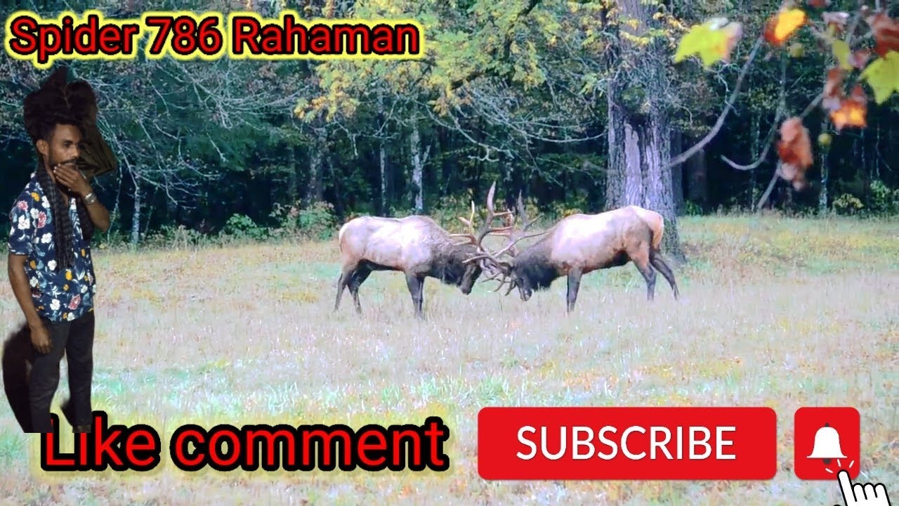 Male deer fight each other for a female - YouTube