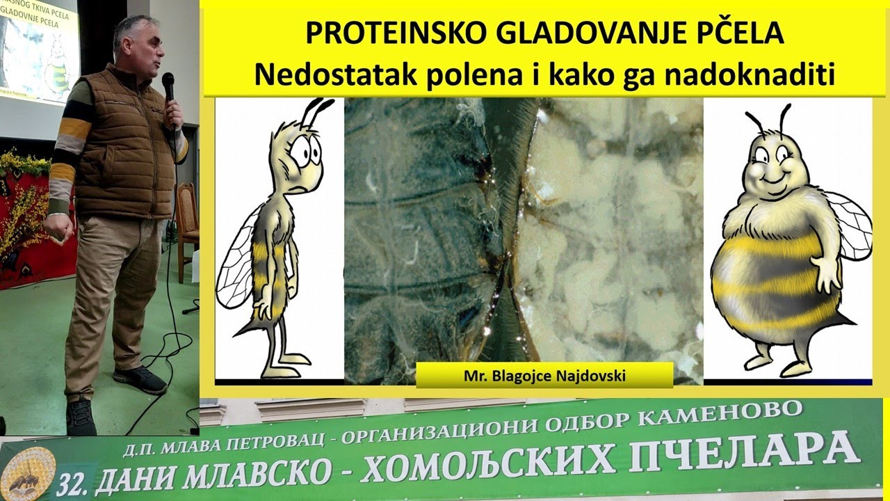 Proteinsko gladovanje pcela nedostatak polena kako ga nadoknaditi ...