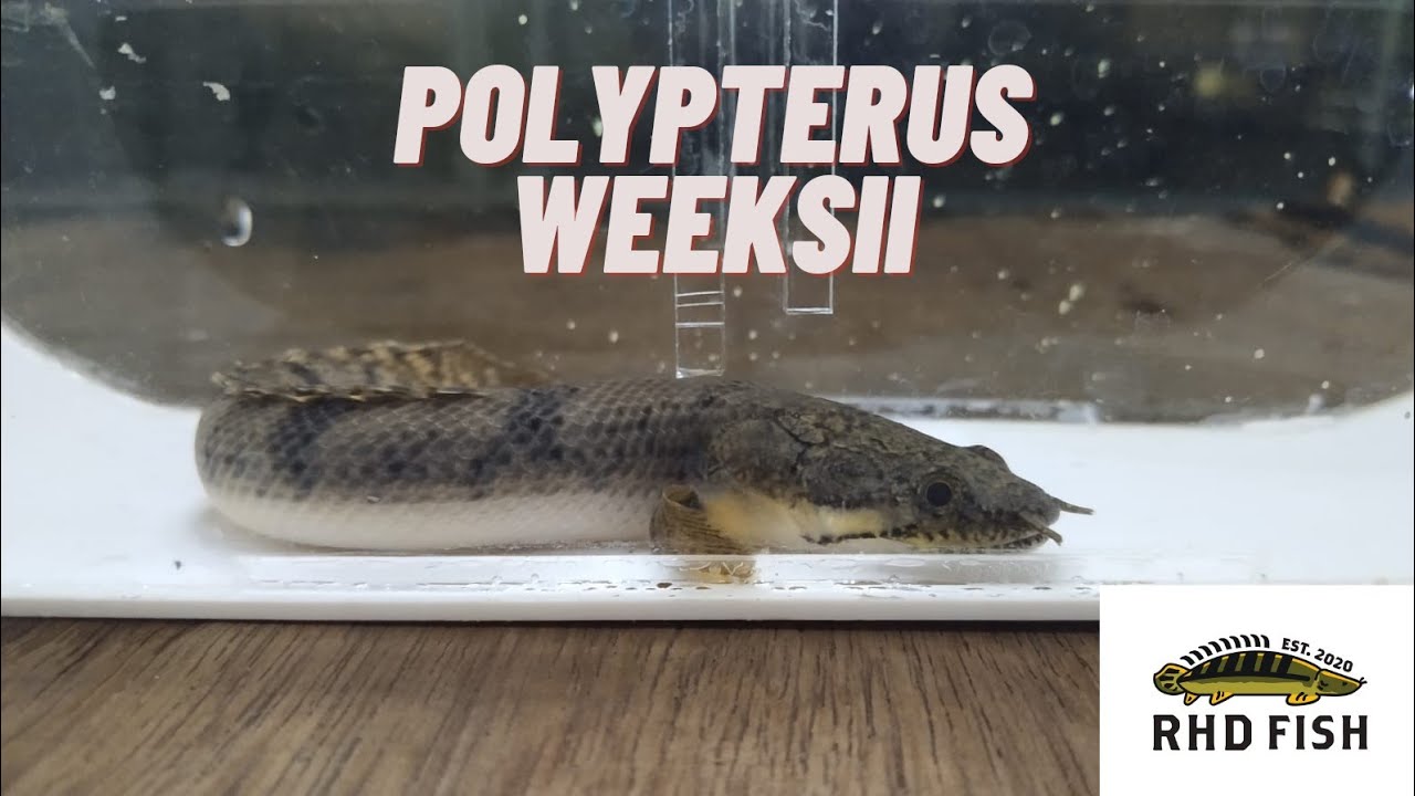 Polypterus Profile : Weeksi/Fathead Bichir (Ikan Palmas Weeksi) - YouTube