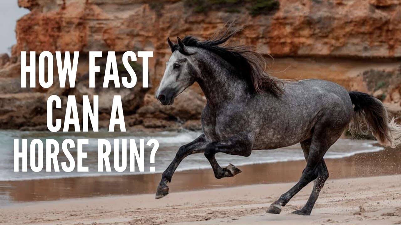 How Fast Can A Horse Run YouTube