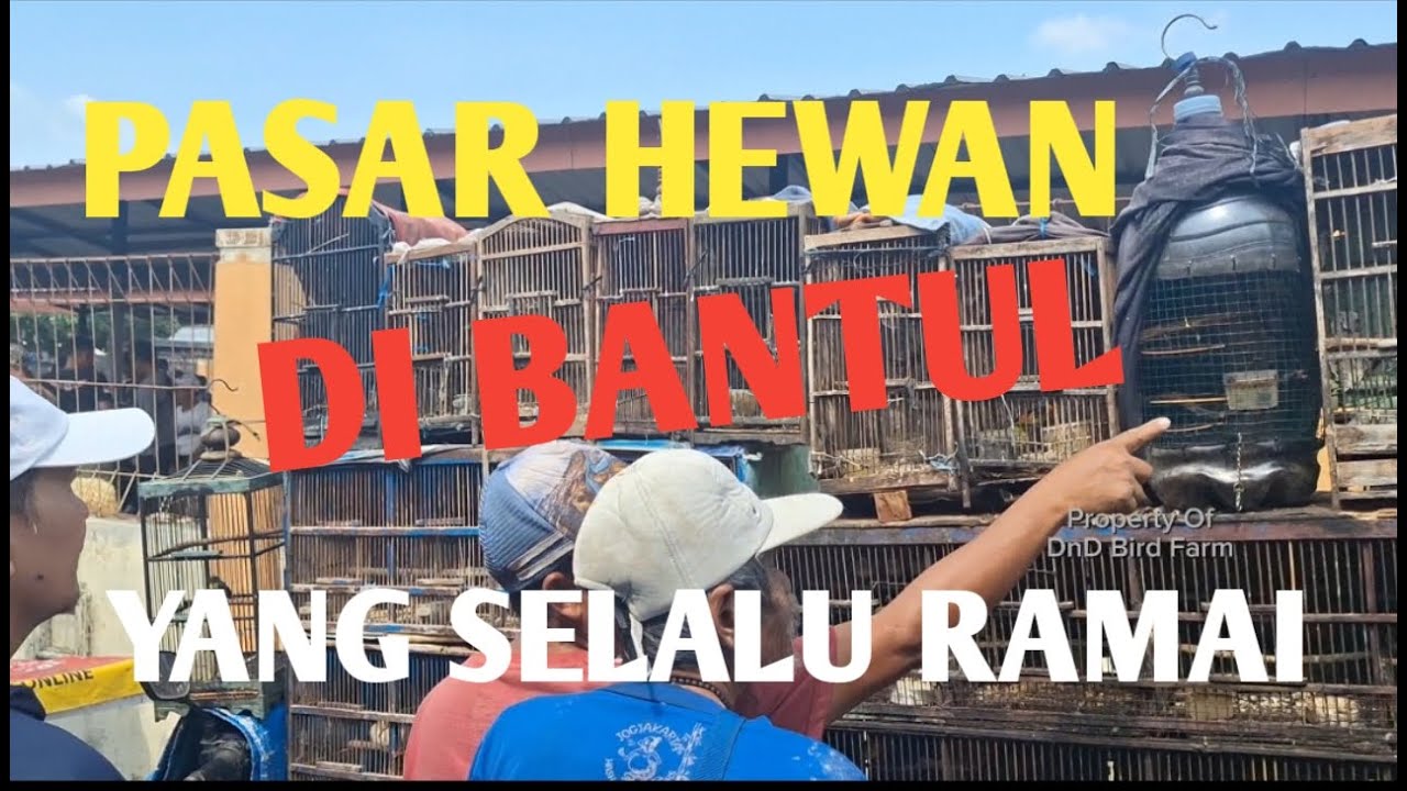 Rame Banget ‼️ Burung dan Kambing Membludak di Pasar Pleret Bantul ...
