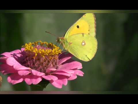 Nisa surəsi 86-cı ayə. Salam haqqında.