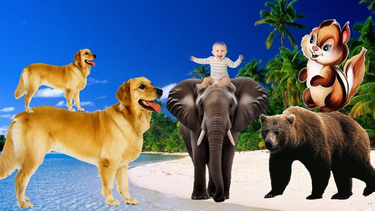 wild animals moments, Adorable animal moment, Cat, dog, lion, timi ...