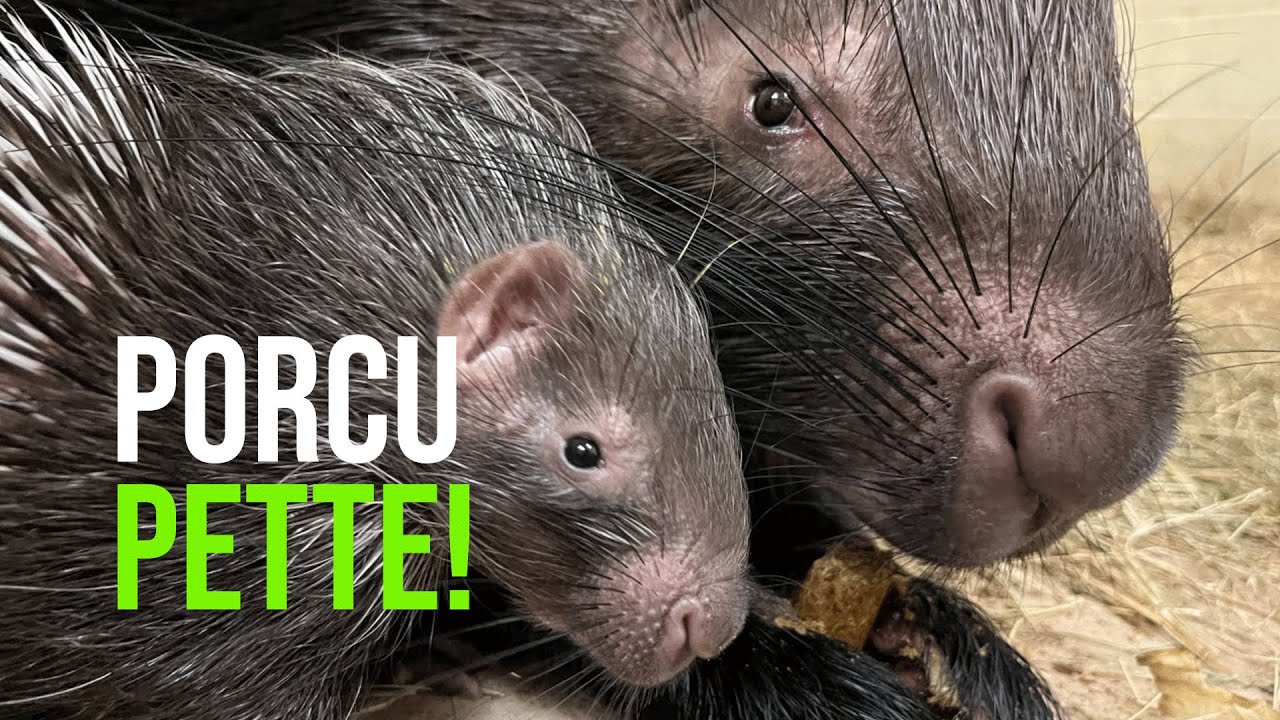 Porcu-pette Runt Gets Extra Care - YouTube