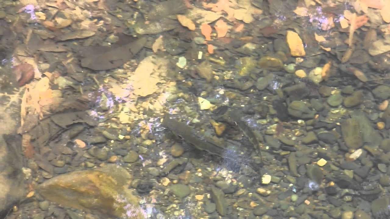 Ocellated snakehead family at Khao Sok - YouTube
