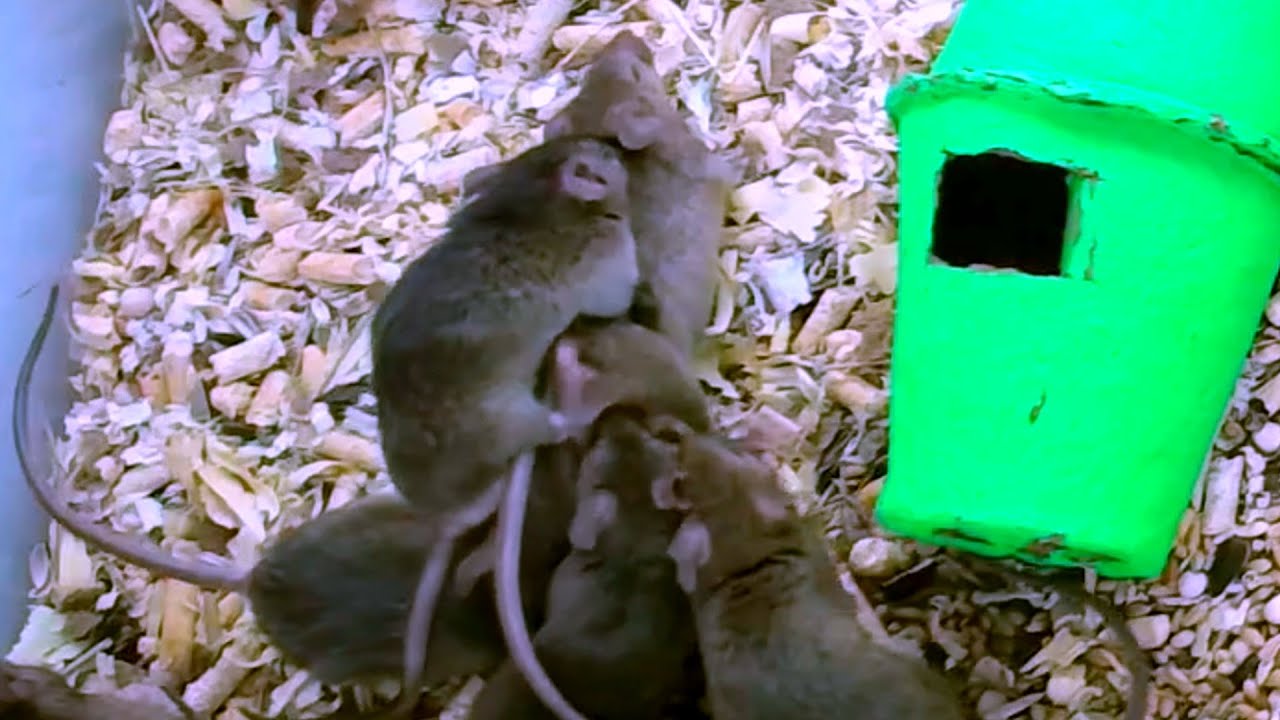 Mice mating - YouTube