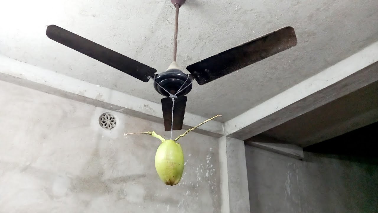 Fan vs Coconut 🥥 | Ceiling Fan USHA Diplomat 1200mm 50 W power energy ...