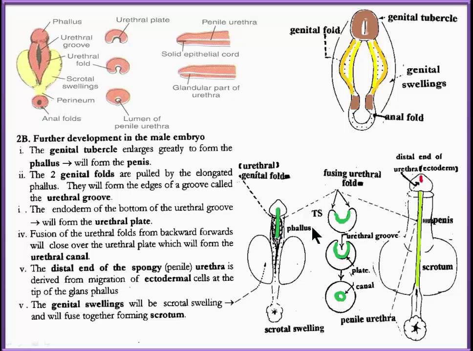 Genitalia Development