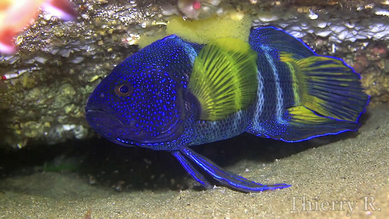 Eastern Blue Devil Fish with Eggs, Paraplesiops bleekeri, Sydney ...