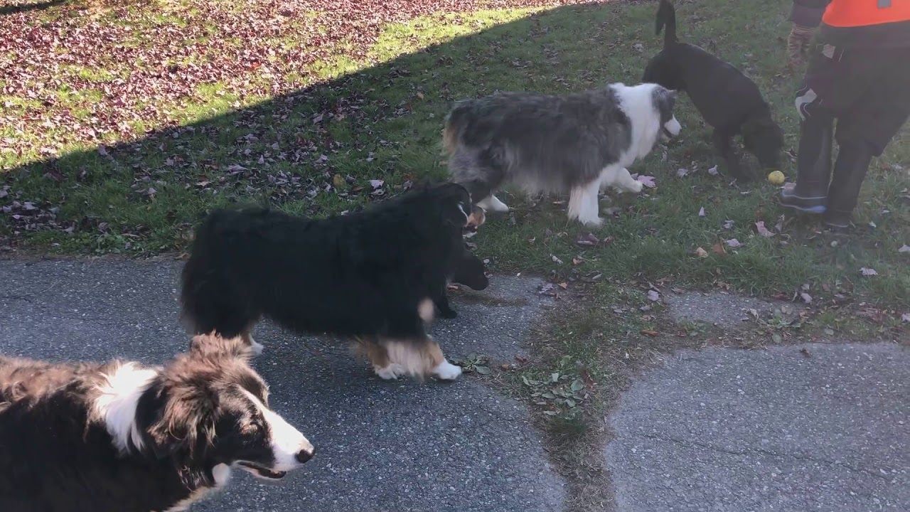 farm puppies - YouTube