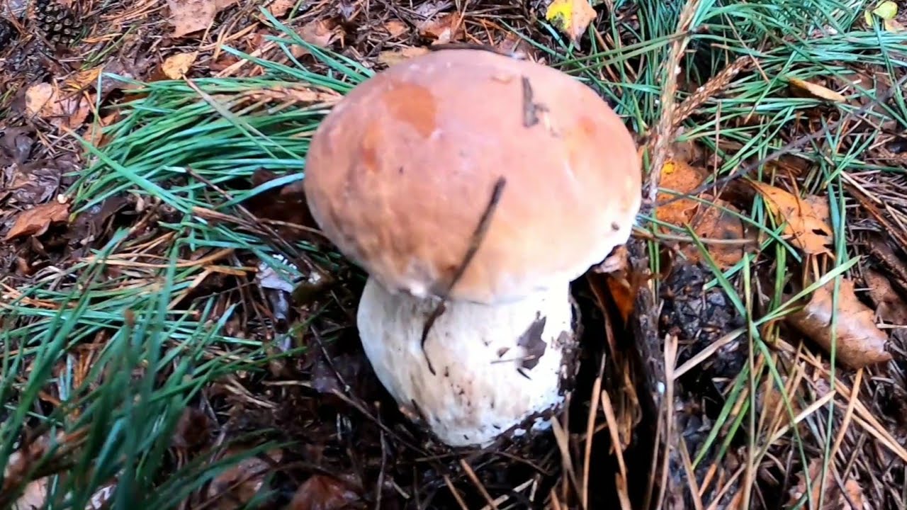 Październikowe perełki! Grzybobranie 2022 - YouTube