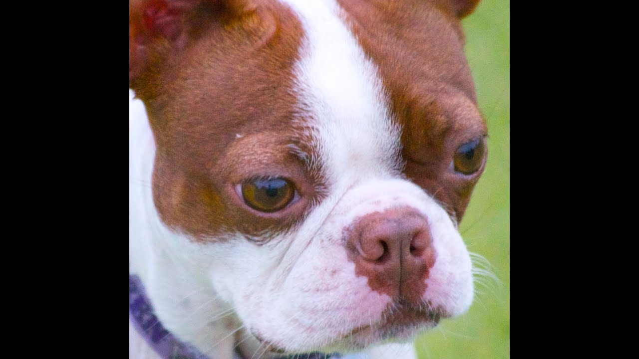 A Fun and Experiment to do with You Pet. - YouTube