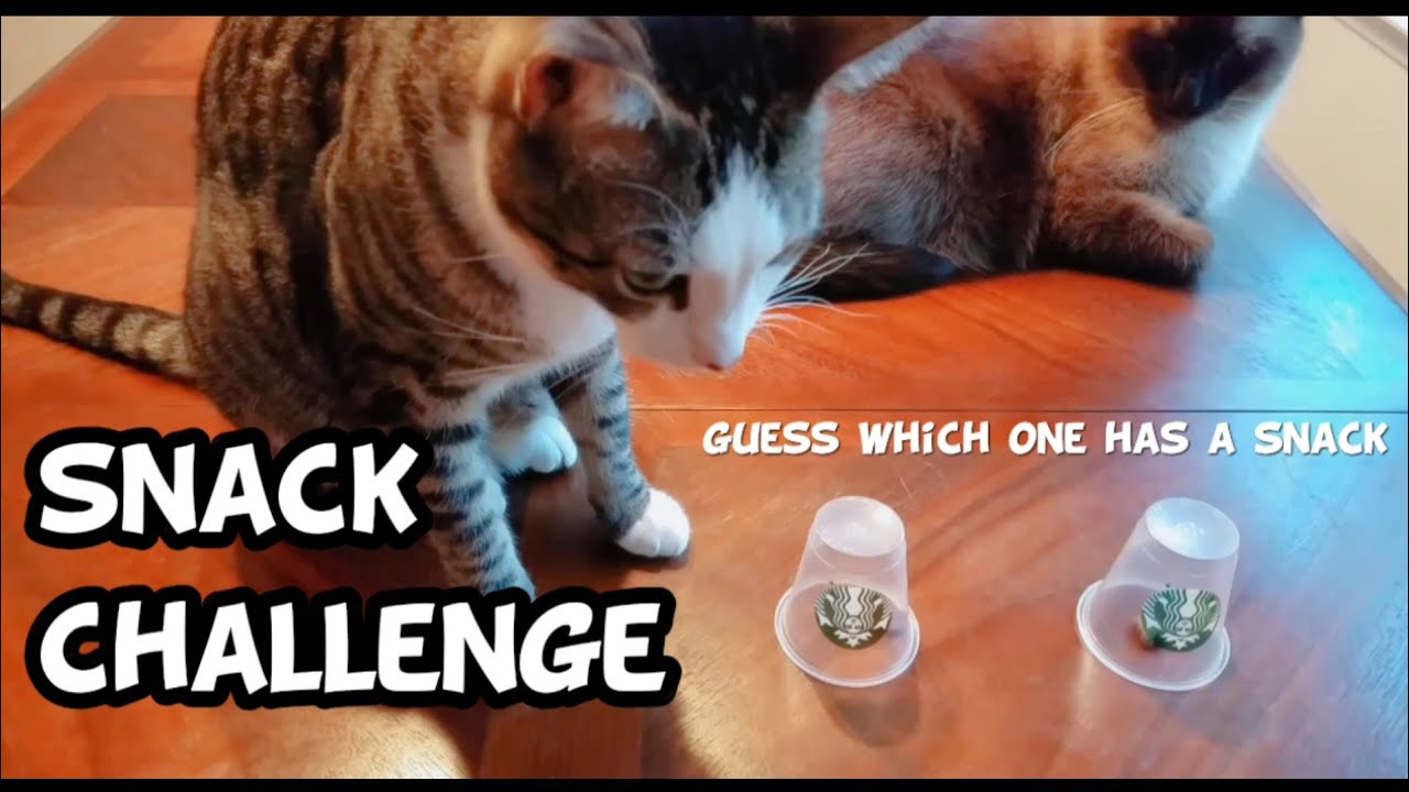Snack challenge! Guess which one has a snack! - YouTube