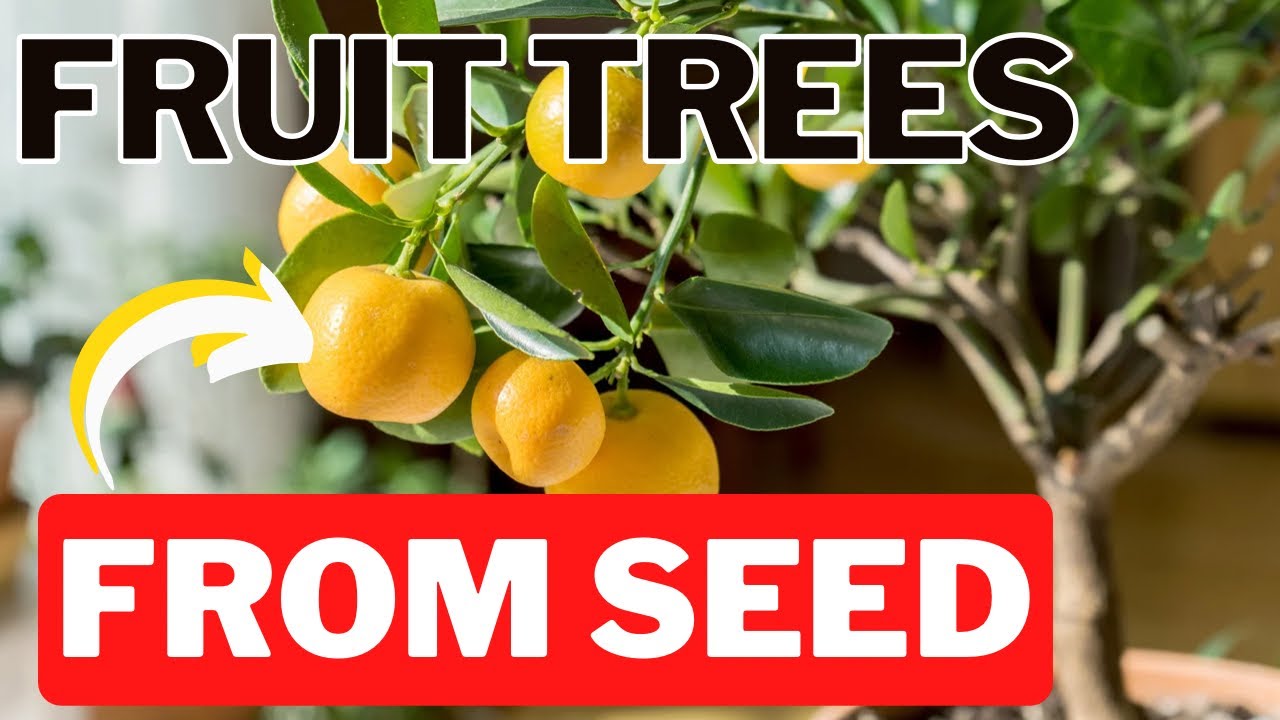 Growing A Mango Tree Indoors From Seed. - YouTube