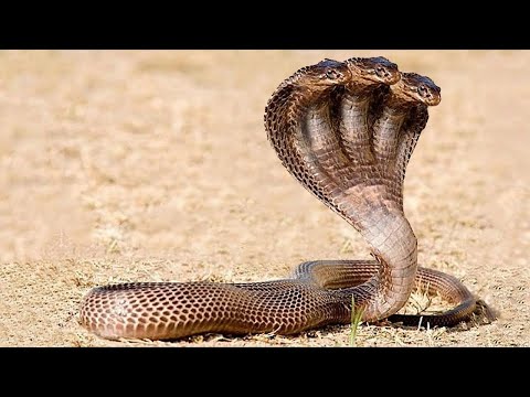 11 MİLYONDA Bir Dünyaya Gelen 10 İnanılmaz Hayvan