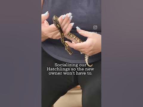 Socializing Ball Python Hatchlings - YouTube