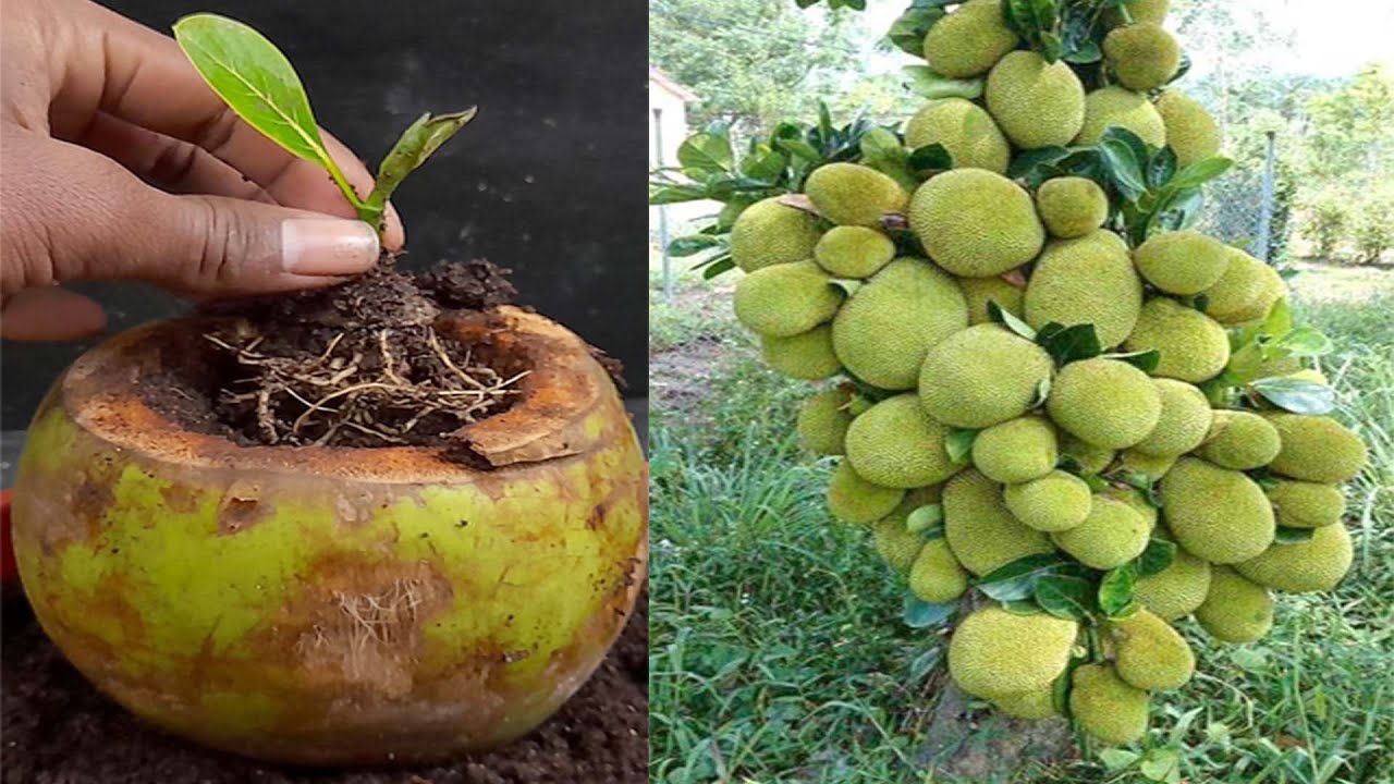 How To Grow Jackfruit Tree From Jackfruit Buds In A Coconut - YouTube