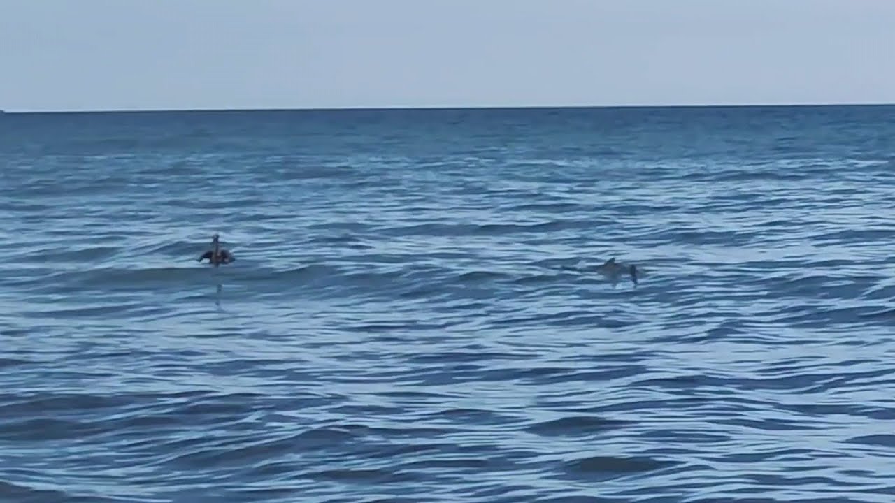 Sharks Miami Beach JUL 2, 2020 (Slow motion) - YouTube