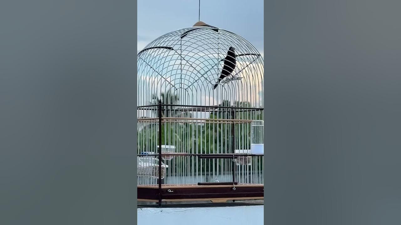 Picolet pie pie - YouTube