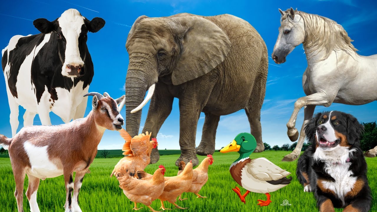 Sounds of wild animals, familiar animals: duck, cat, horse, elephant ...