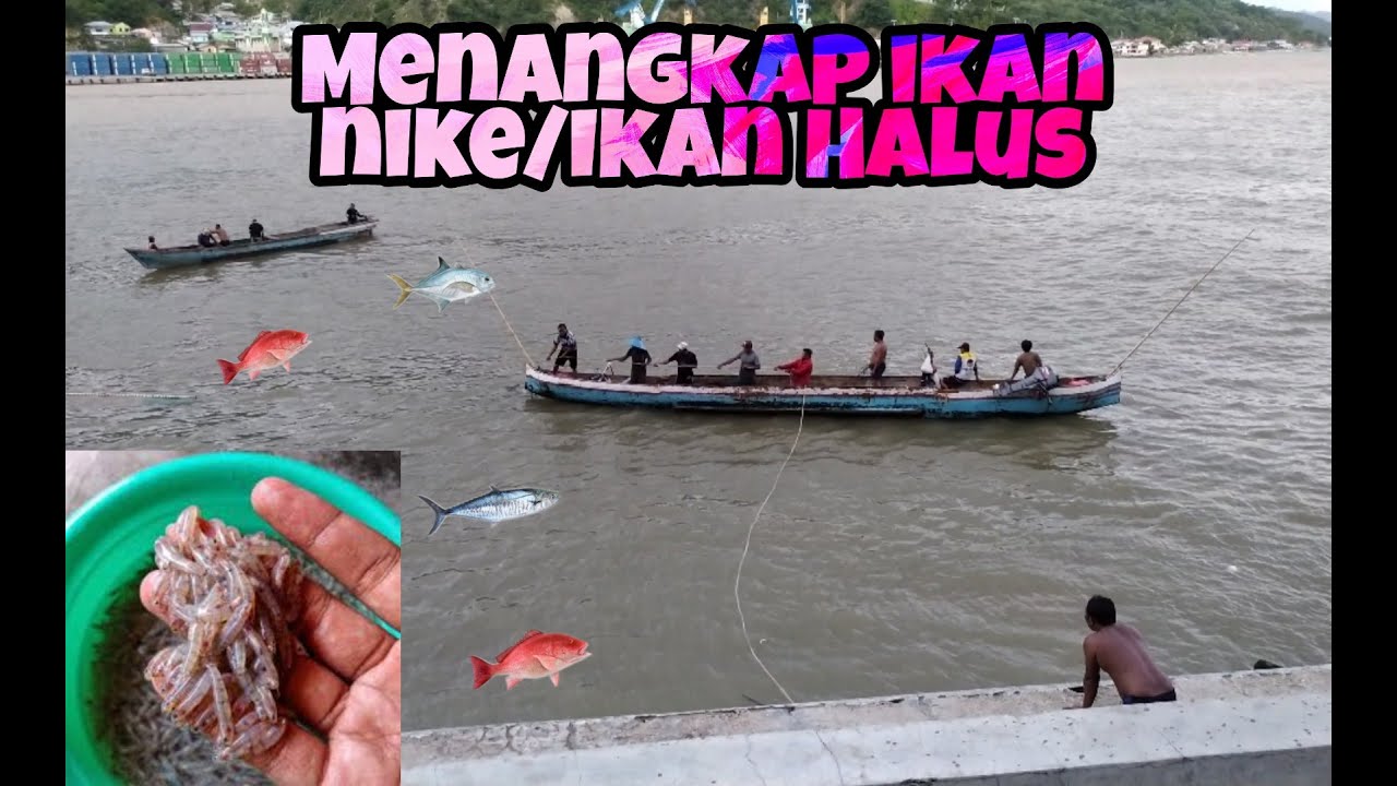 Proses Penangkapan Ikan Nike/Ikan Putih Oleh Nelayan Gorontalo - YouTube