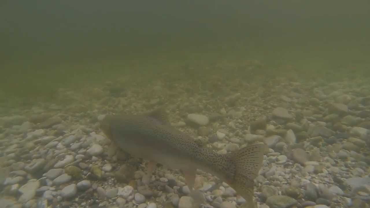 Steelhead Spawning on Gravel Redds - YouTube