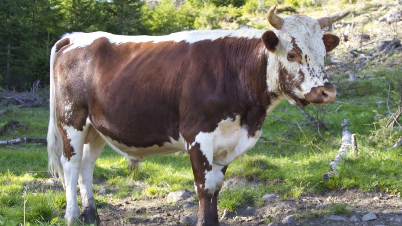 Telemark Cattle | Built Viking Tough - YouTube