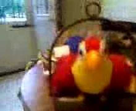 pete the repeat parrot - YouTube