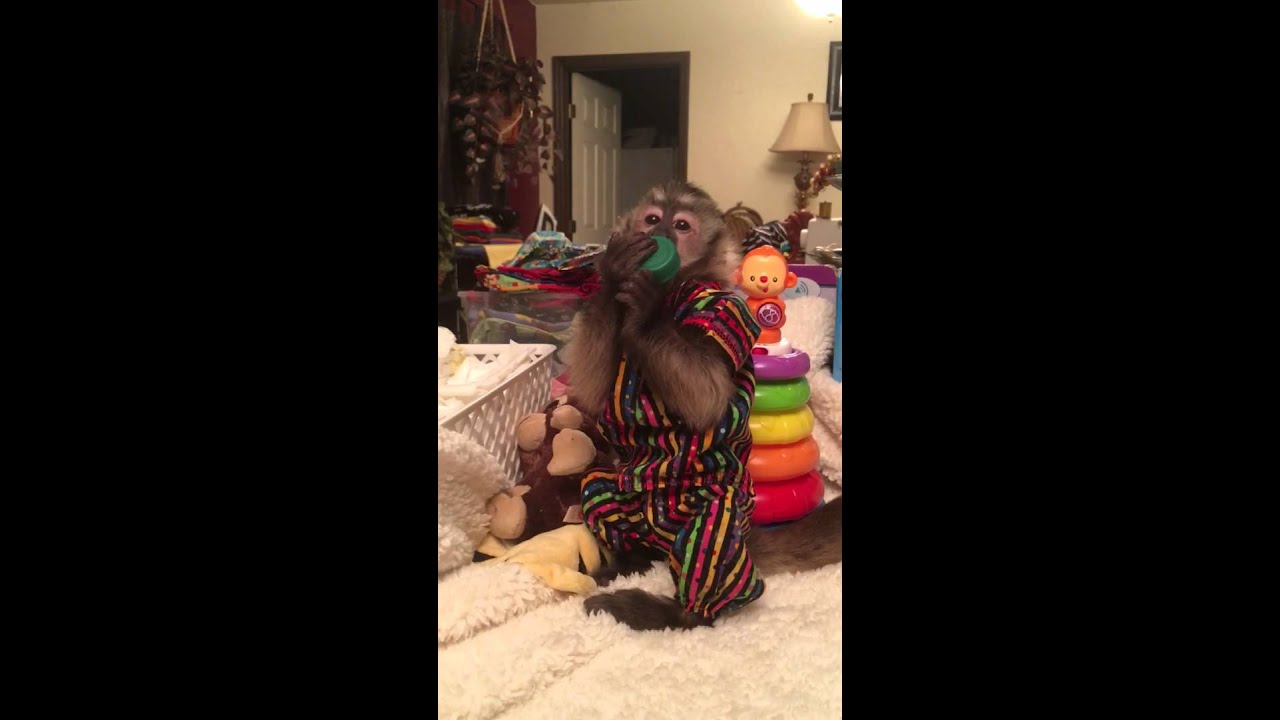 Turbo The Monkey - YouTube