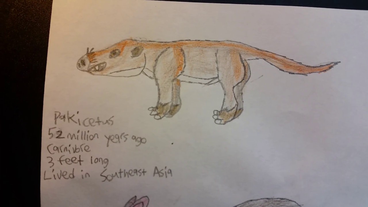 Evolutionary Links : Baleen Whale Evolution ( Bacteria To Pakicetus To ...