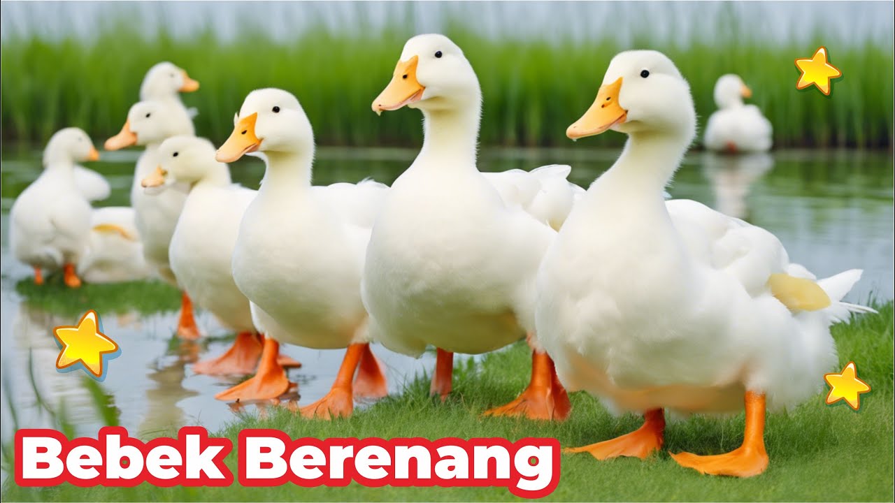 bebek berenang di kali , duck swimming in the water song , lagu bebek ...