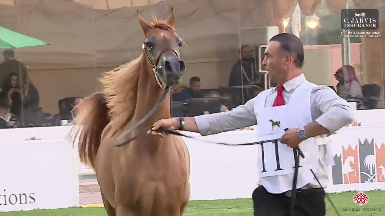 The Saudi National Championship Show 2023 Class 2C - YouTube