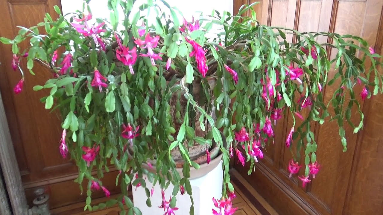 100 Year Old Christmas Cactus - YouTube