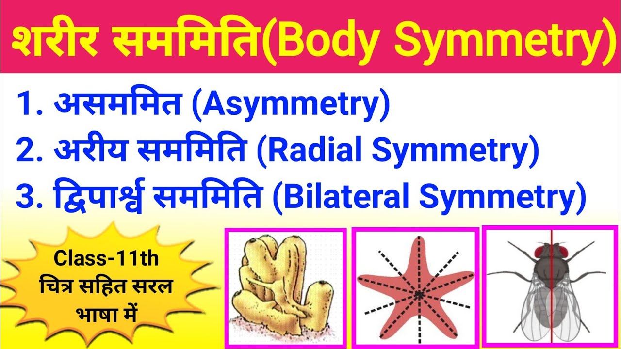 शरीर सममिति (Body Symmetry) | Asymmetry | Radial Symmetry | Bilateral ...