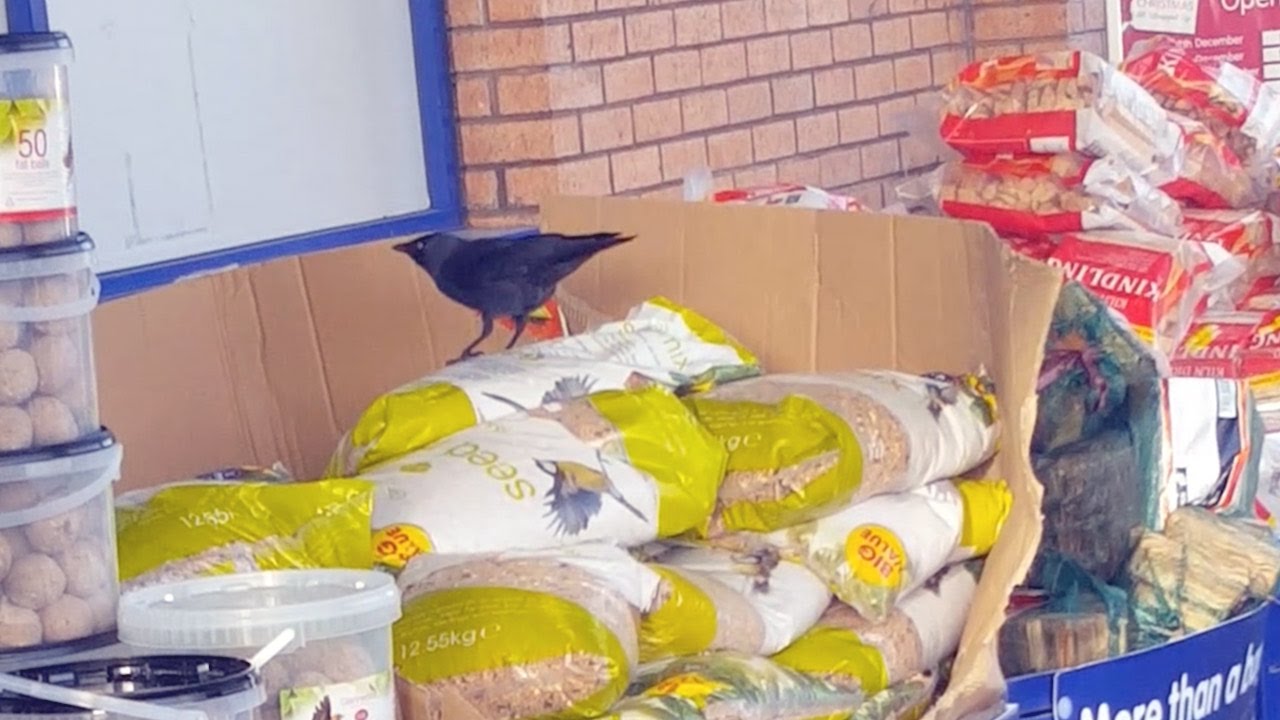 Cheeky Bird Steals Discounted Bird Seed - YouTube