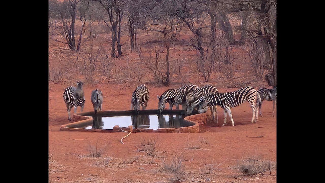 Hunting in South Africa - Tshipise Safaris Maswiri Lodge - YouTube