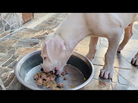 JUNİOR PABLO NARKOZ YOLUNDA İLERLİYOR :))