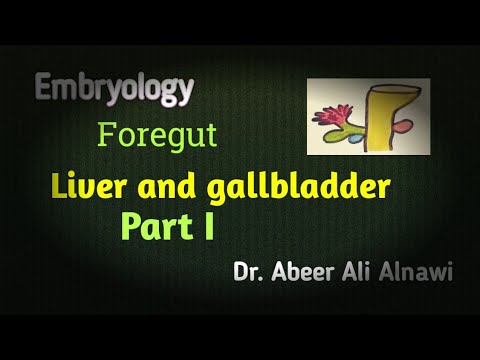 Embryology/Liver and gallbladder development -Part I- Dr.Abeer Alnawi ...