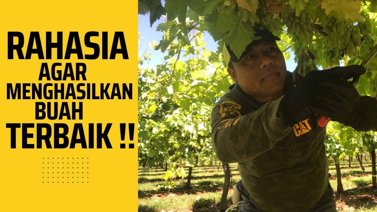 Merawat Anggur Sweet Sapphire | Rahasia Agar Menghasilkan Buah Terbaik ...