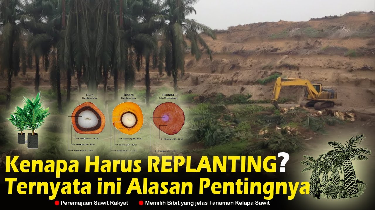 Pentingnya Replanting pada Tanaman Kelapa Sawit - YouTube