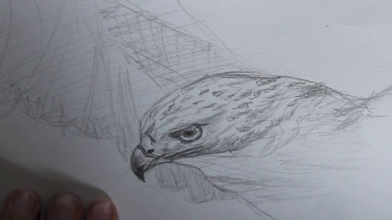 Dessin tete faucon - APPRENDRE A DESSINER - YouTube