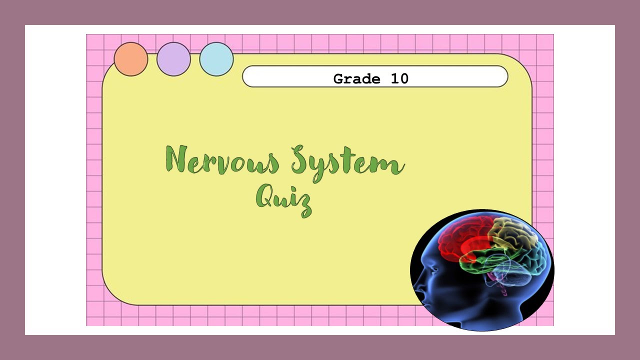 Nervous System ǀ Quiz - YouTube