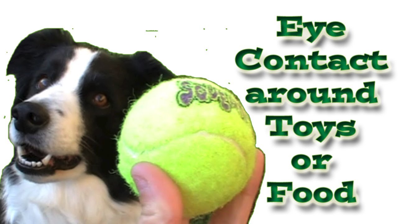 Get Eye Contact with a Toy Distraction: Dog Training - YouTube