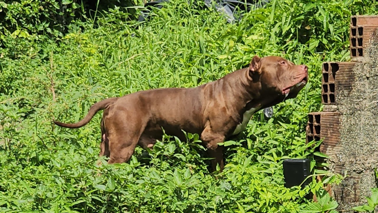 Pitbull Master Dog 🔥#lekthebestkennel - YouTube