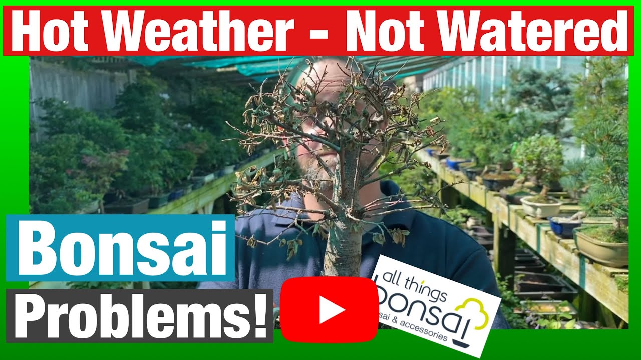 Bonsai not watered - Is it dead? How to save a sick tree in hot weather ...
