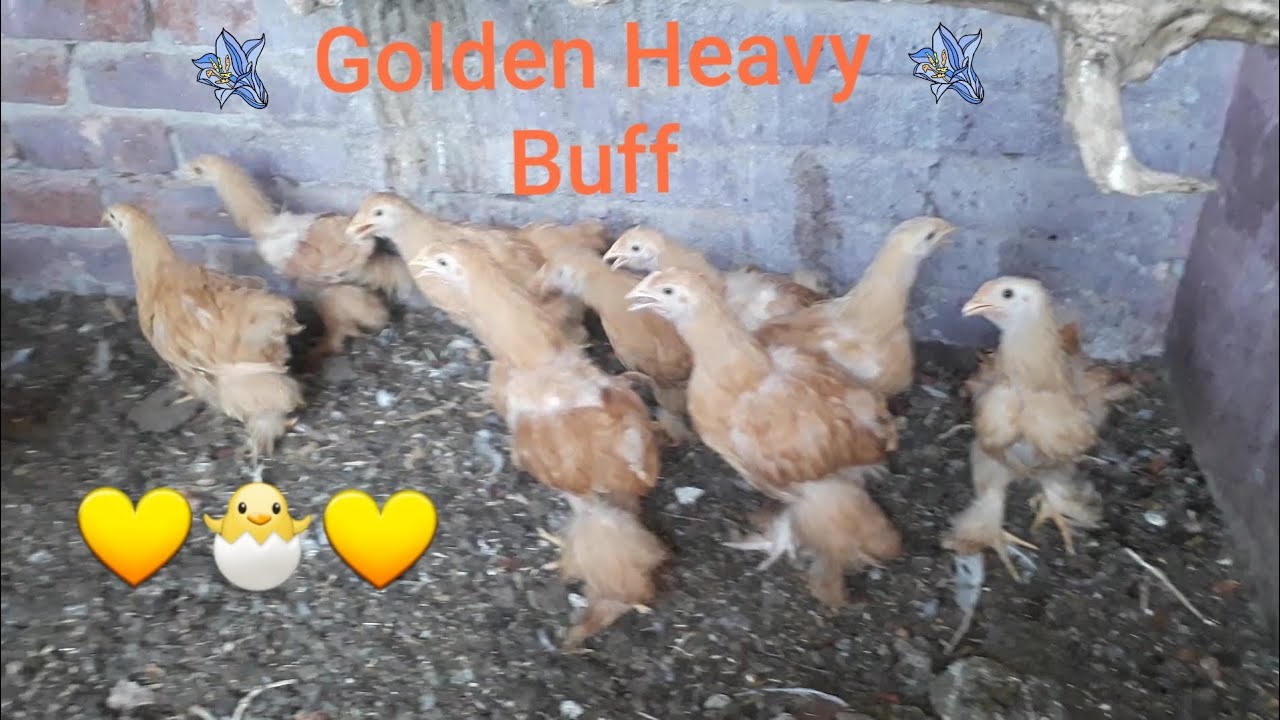 Golden Heavy Buff | Golden Heavy Buff Chicks | (@Birdssalezone ...